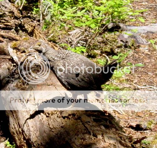 Gamma, Kennedy, and Sulphur HS. (1 of 4) - Soakers Forum