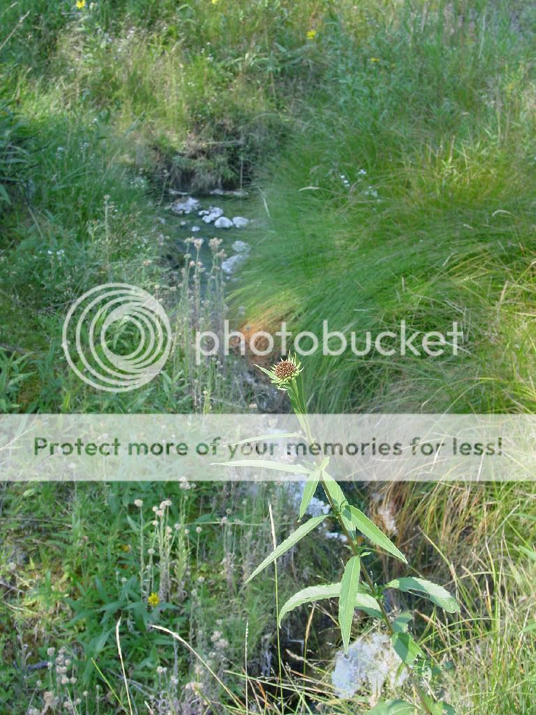 Crawfish Creek Hot Springs - Soakers Forum