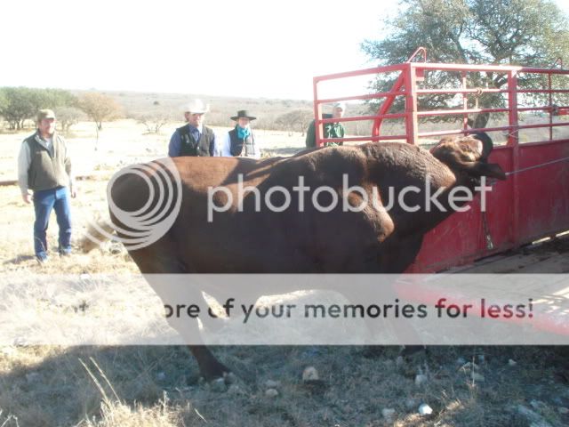 Catching wild bull? | CattleToday.com - Cattle, Cow & Ranching Community