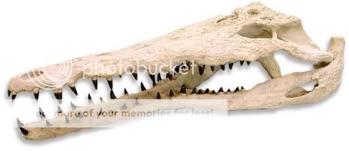 Gavialosuchus - Alchetron, The Free Social Encyclopedia