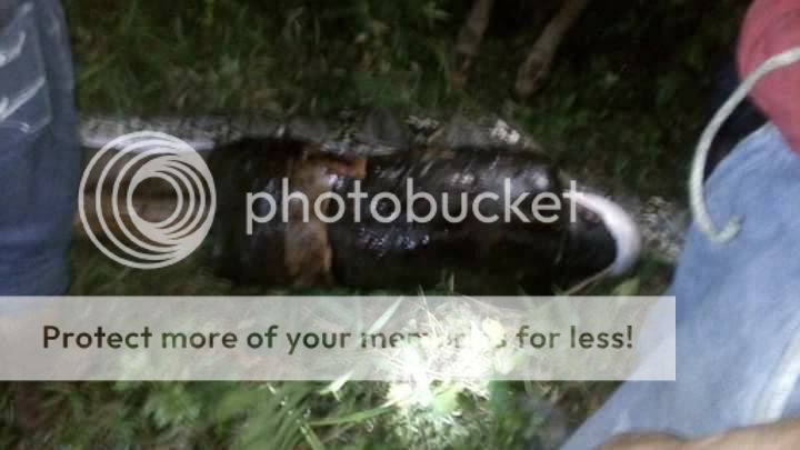 Python reticulatus eating a man somewhere in Asia | Reptile Forums