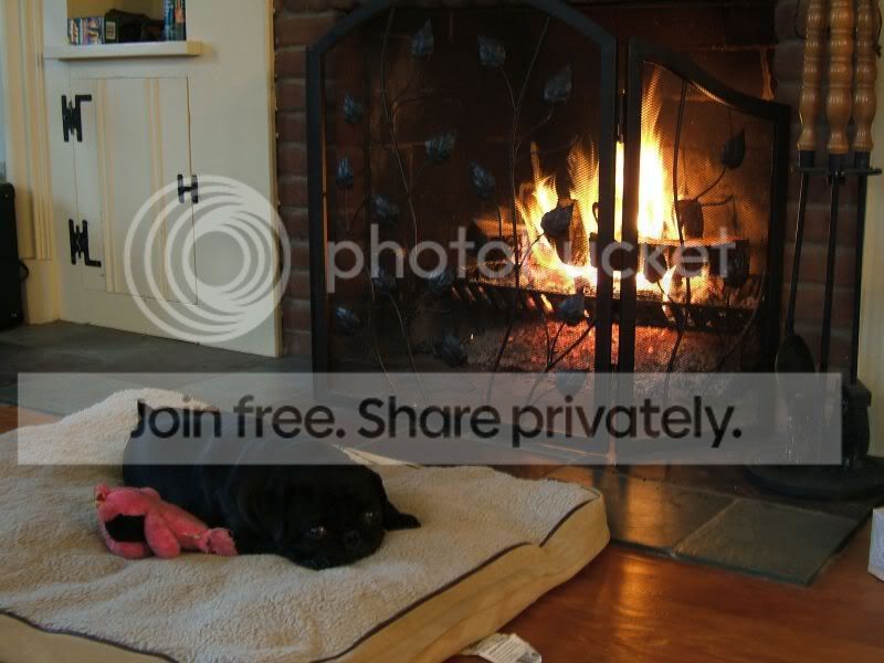 Pine firewood | Arborist, Chainsaw & Tree Work Forum