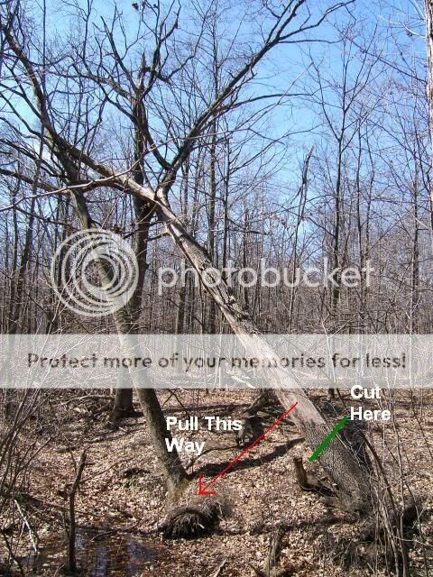 How best to bring a dead leaner down | Arborist, Chainsaw & Tree Work Forum