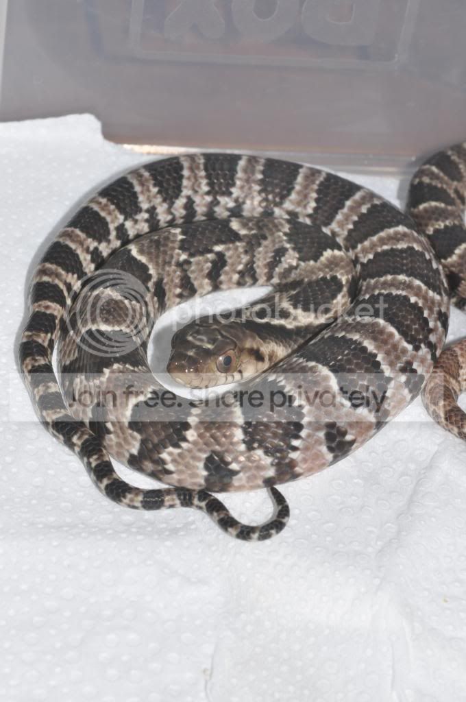 Hatchling false water cobras. | Reptile Forums