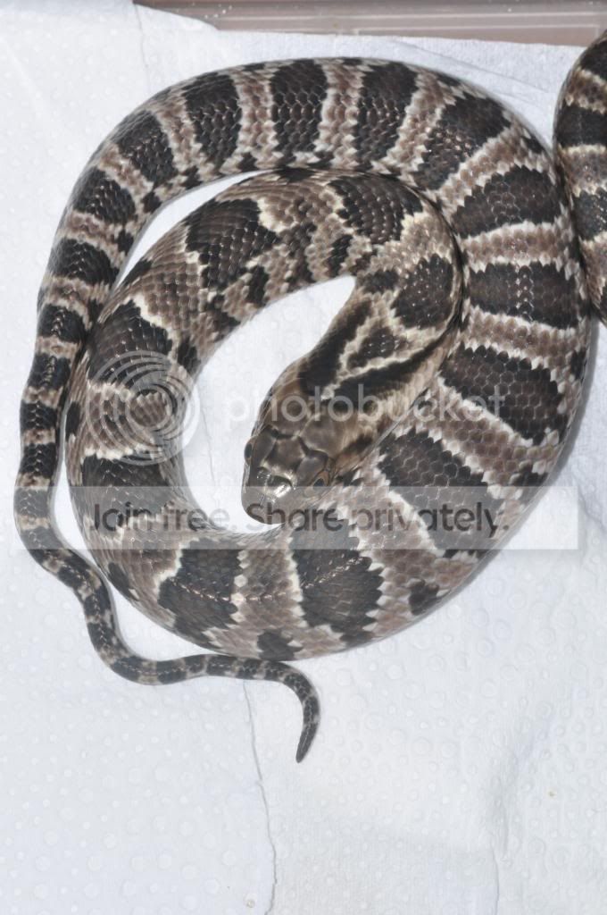 Hatchling false water cobras. | Reptile Forums