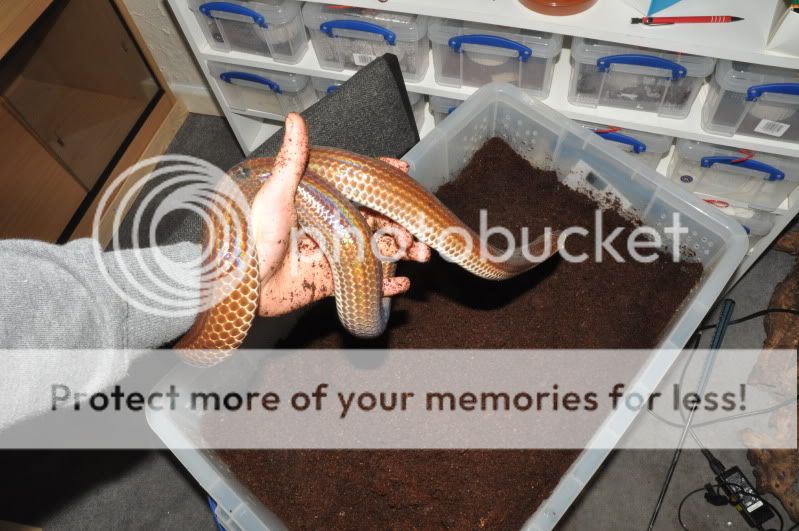 E Midlands - Sunbeam snake (Xenopeltis) and Ridley's cave racer ...