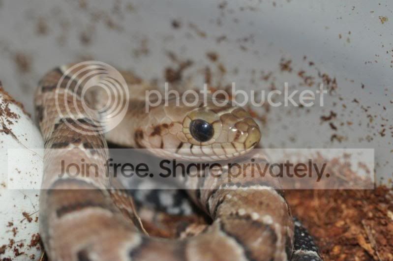 New false water cobra hatchlings. | Reptile Forums