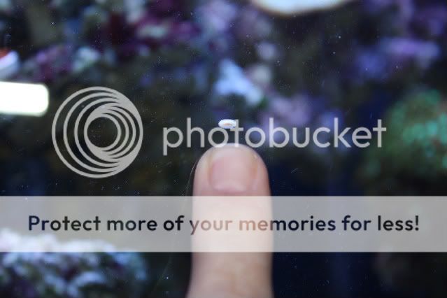 Small white oval bug-What is it?? - Reef Central Online Community