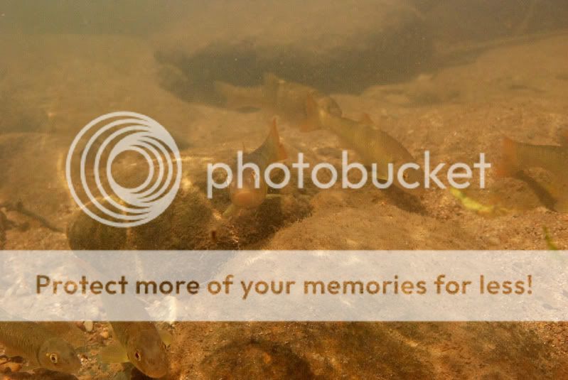 On a bender - Field Herp Forum