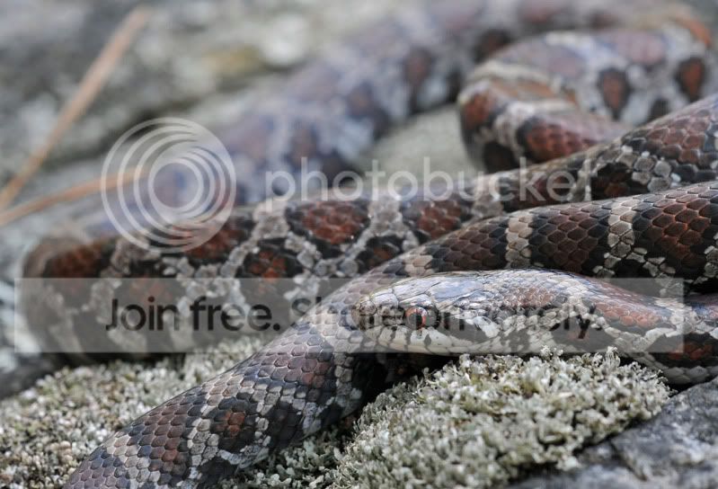 On a bender - Field Herp Forum