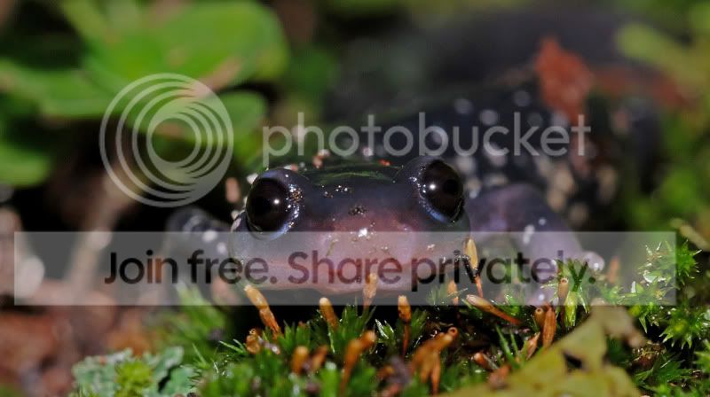 Green Salamander eggs, hatching, hatchlings, and mothers - Field Herp Forum
