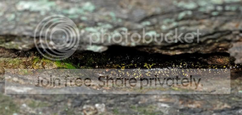Green Salamander eggs, hatching, hatchlings, and mothers - Field Herp Forum