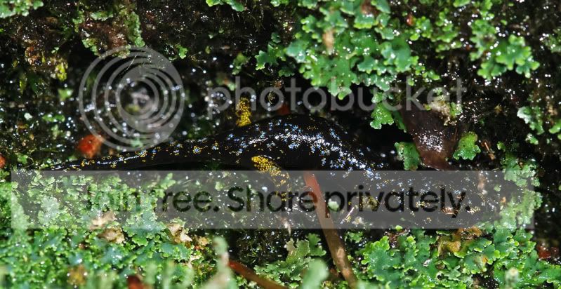 Green Salamander eggs, hatching, hatchlings, and mothers - Field Herp Forum