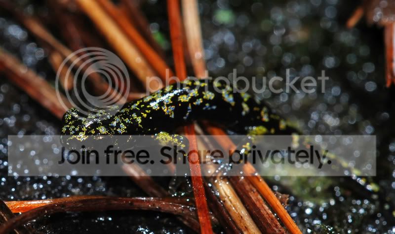 Green Salamander eggs, hatching, hatchlings, and mothers - Field Herp Forum