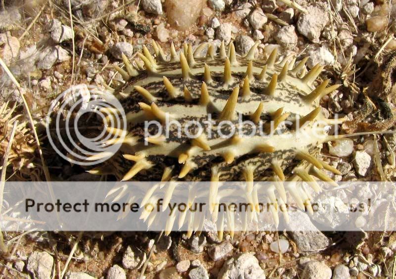 darzalaiks | Viss par un ap dārzu!