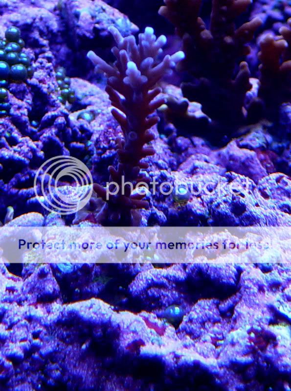 ATL Grape Ape Turaki - Reef Central Online Community