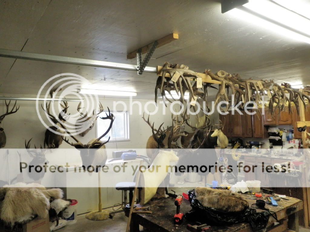 Taxidermy Shop of the week.