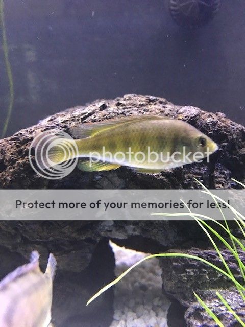 Unknown Hap | Cichlid Fish Forum