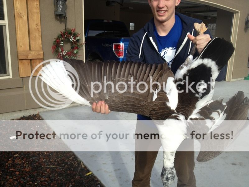 Mutant Goose ID | Bloodydecks