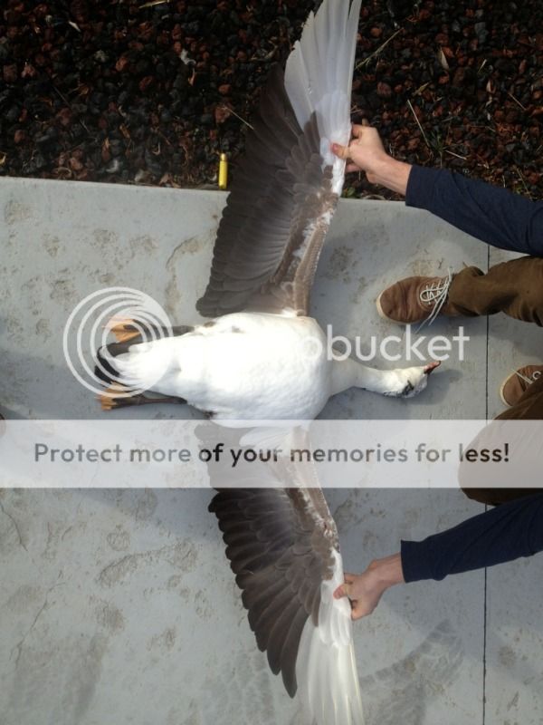 Mutant Goose ID | Bloodydecks