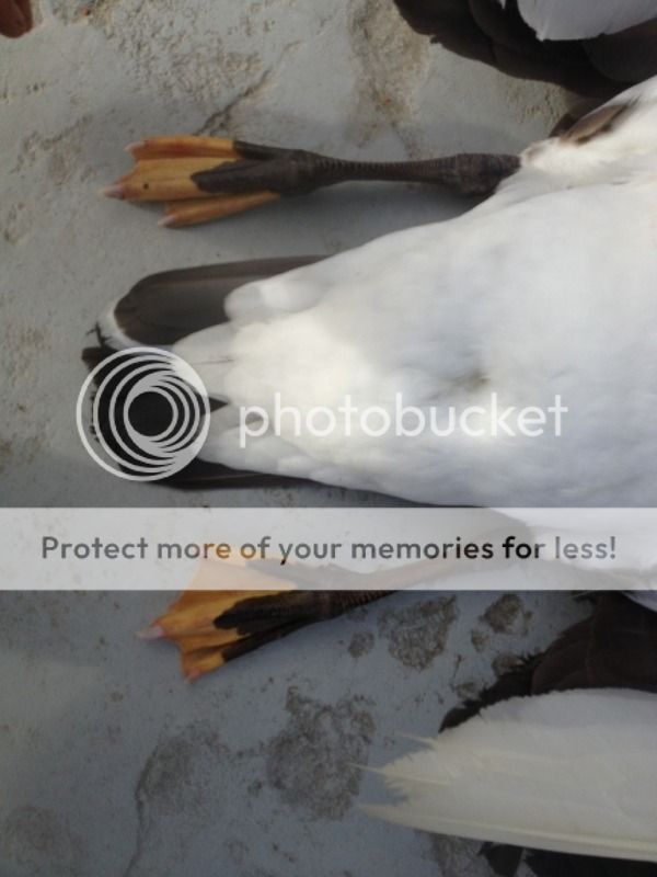 Mutant Goose ID | Bloodydecks