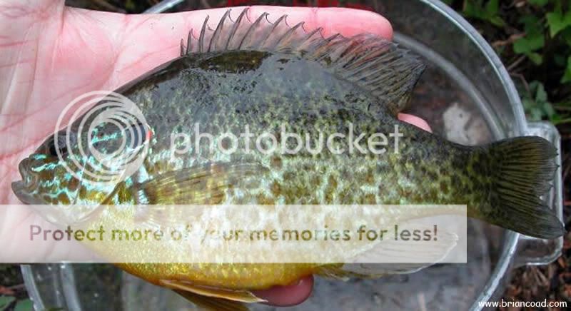 First Green Sunfish | Colorado Fisherman Forum