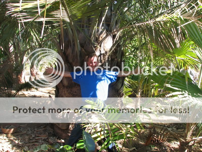 Jub and Parajub - DISCUSSING PALM TREES WORLDWIDE - PalmTalk