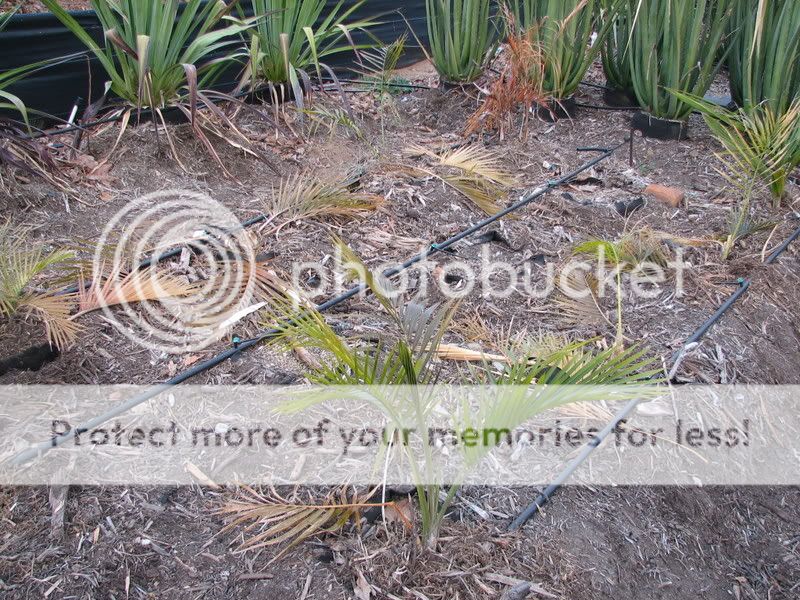 Ravanea 'Super' Glauca - DISCUSSING PALM TREES WORLDWIDE - PalmTalk