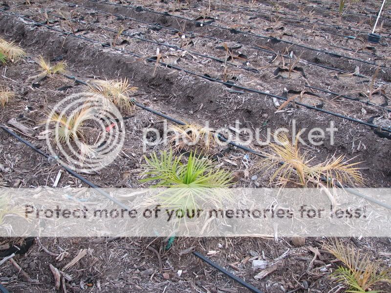 Ravanea 'Super' Glauca - DISCUSSING PALM TREES WORLDWIDE - PalmTalk