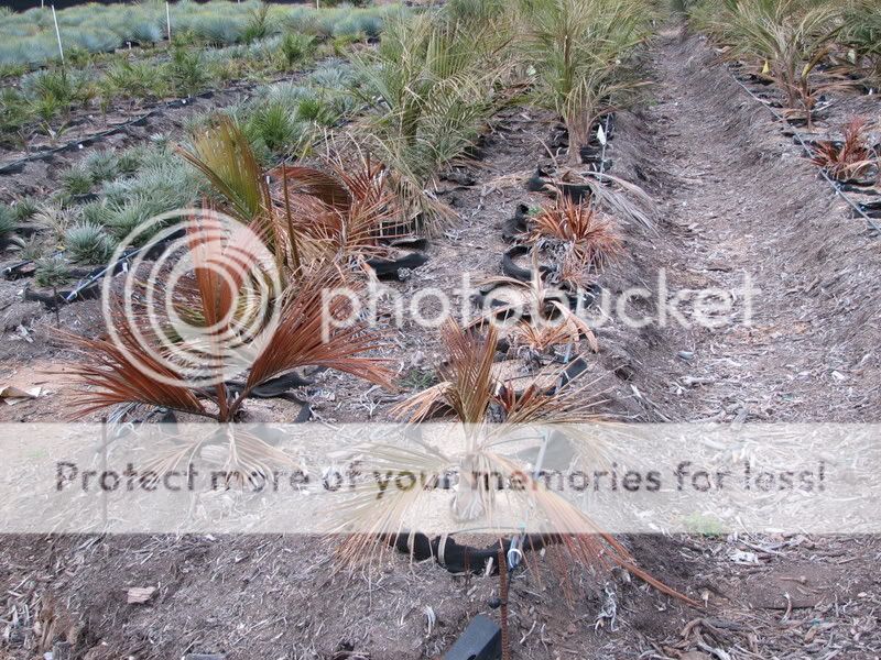 More nursery damage - DISCUSSING PALM TREES WORLDWIDE - PalmTalk