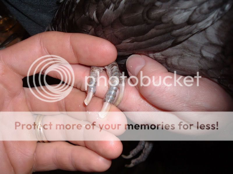 Trimming Chickens Spurs & Toenails | The Ultimate Fowl Blog