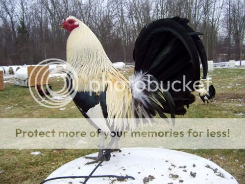 January Photo Conest Winners | The Ultimate Fowl Blog