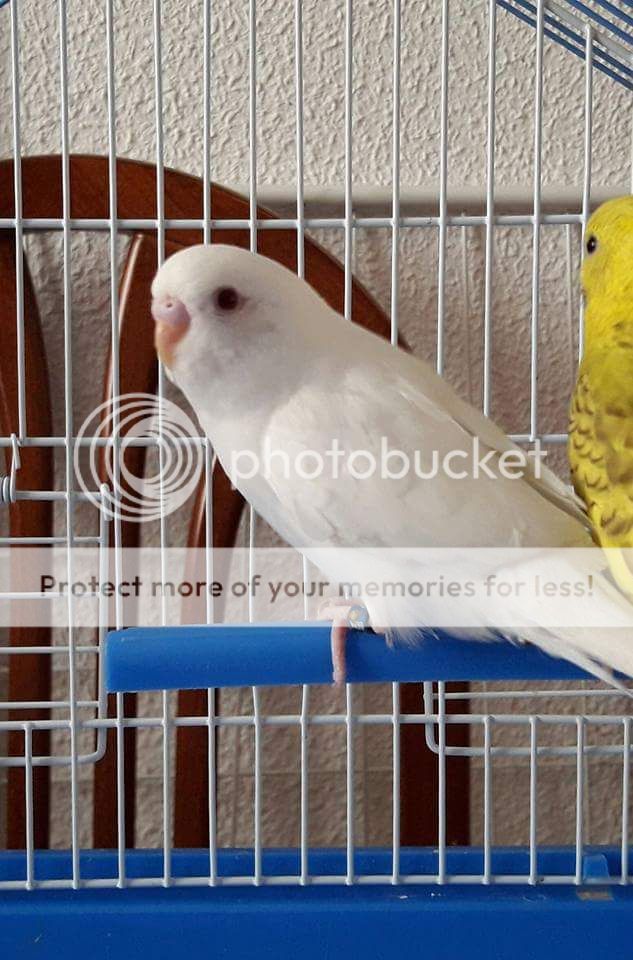 Periquitos australianos - Primera nidada de Luna&Sally (Pio recesivo y ...