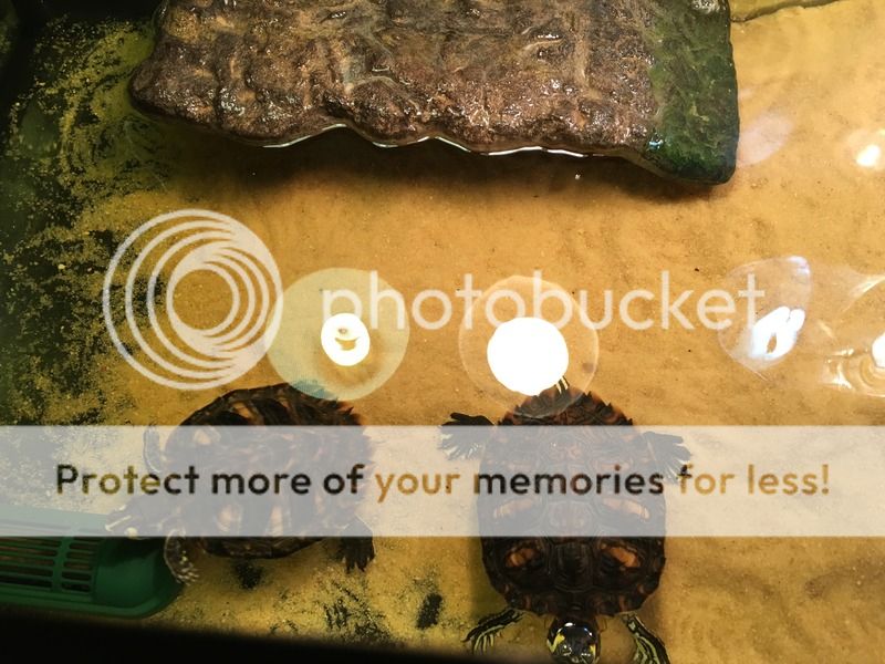 Bleeding?? - EMERGENCY CARE - Turtle Forum