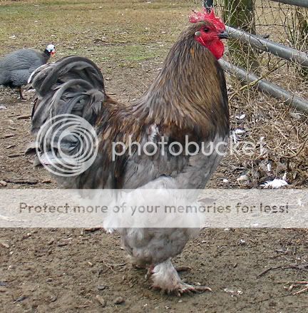 Pics of what Buff Orpington/Giant Blue Cochin cross would look like ...