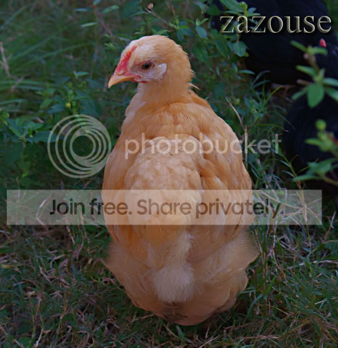 Another ROO??? Please HELP! 5 week Buff Orpington! | BackYard Chickens ...